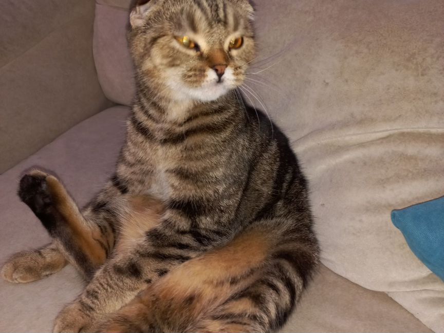 Шотландская вислоухая кошка бесплатно