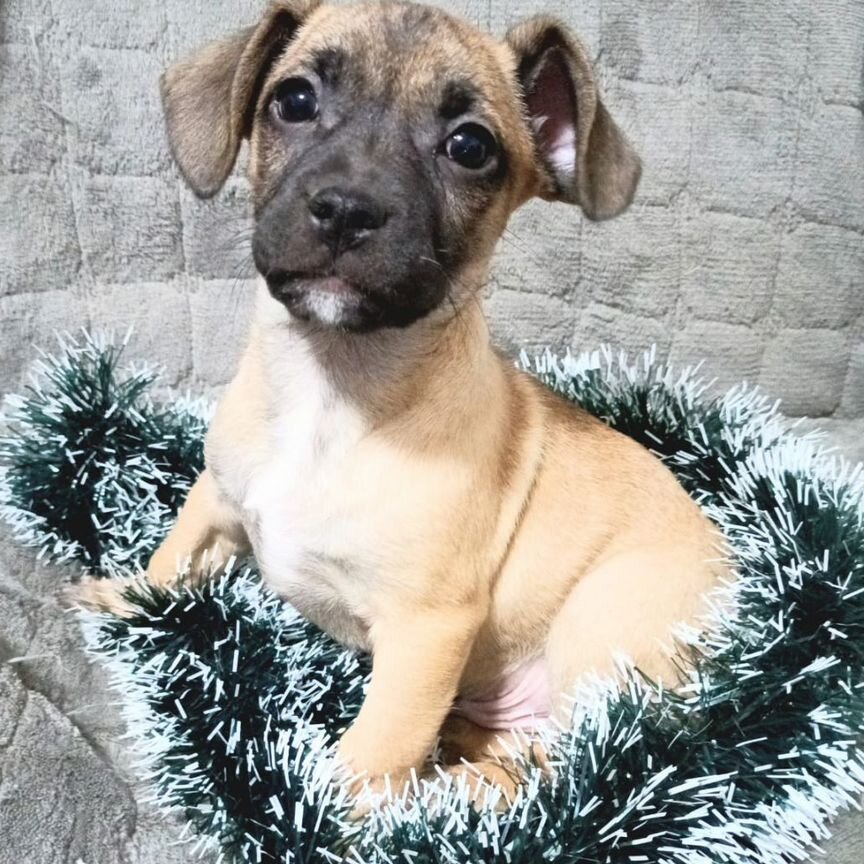 Щенок в добрые руки