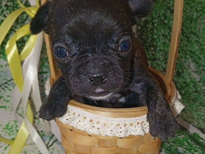 Щенята французского бульдога