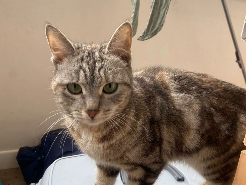 Кошка ласкушка