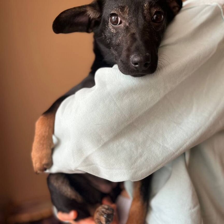 Крошка ждет семью