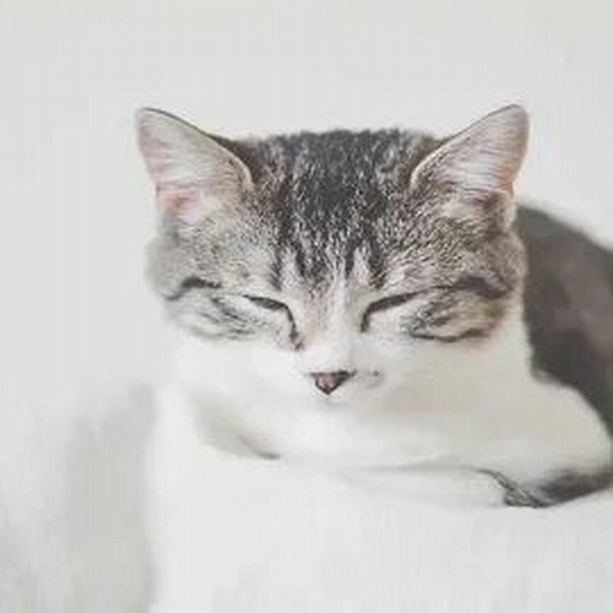 Котёнок