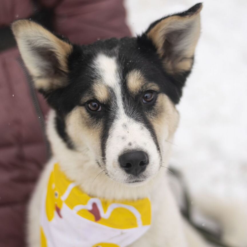 Щенок из приюта в добрые руки