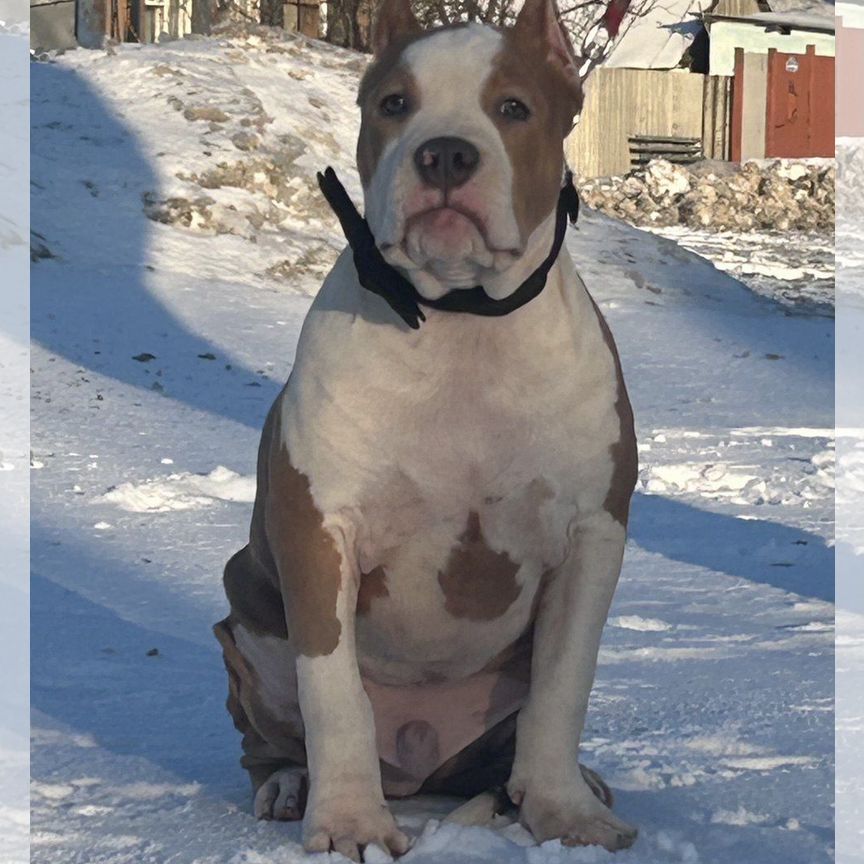 Американский стаффордширский терьер, щенок