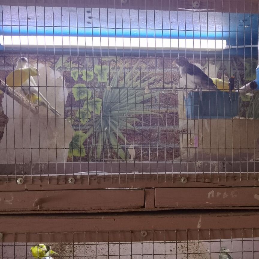 Молодые самцы канареек