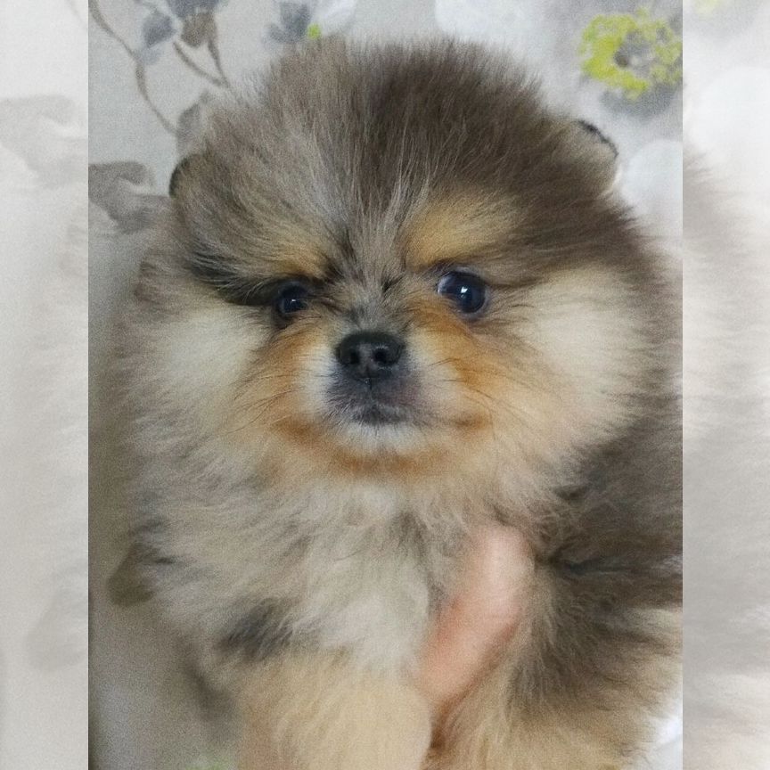 Померанский шпиц