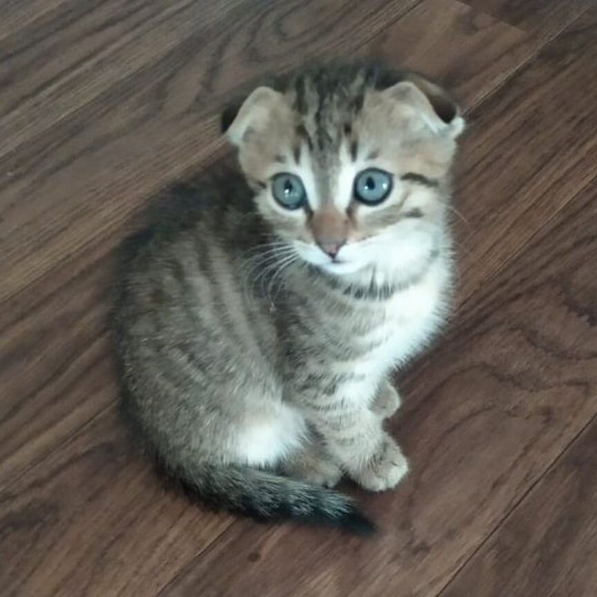 Шотландская вислоухая кошка