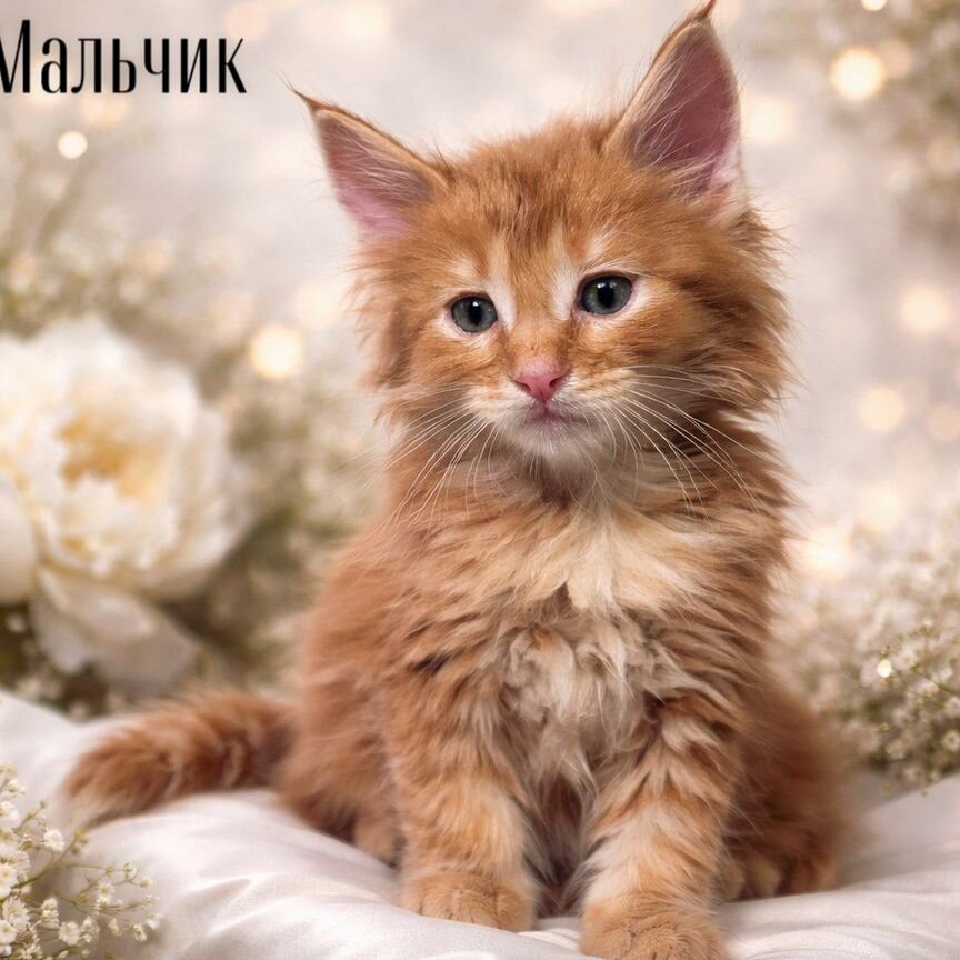 Мейн-кун котёнок