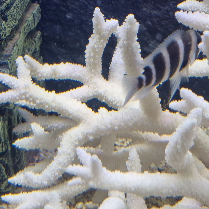 Редкий ветвистый коралл