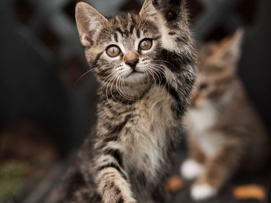 Котята курильский бобтейл