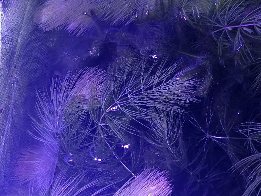 Роголистник в аквариум прополка