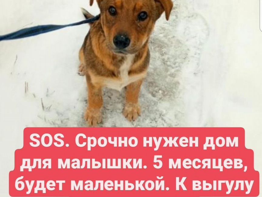 Собака в добрые руки