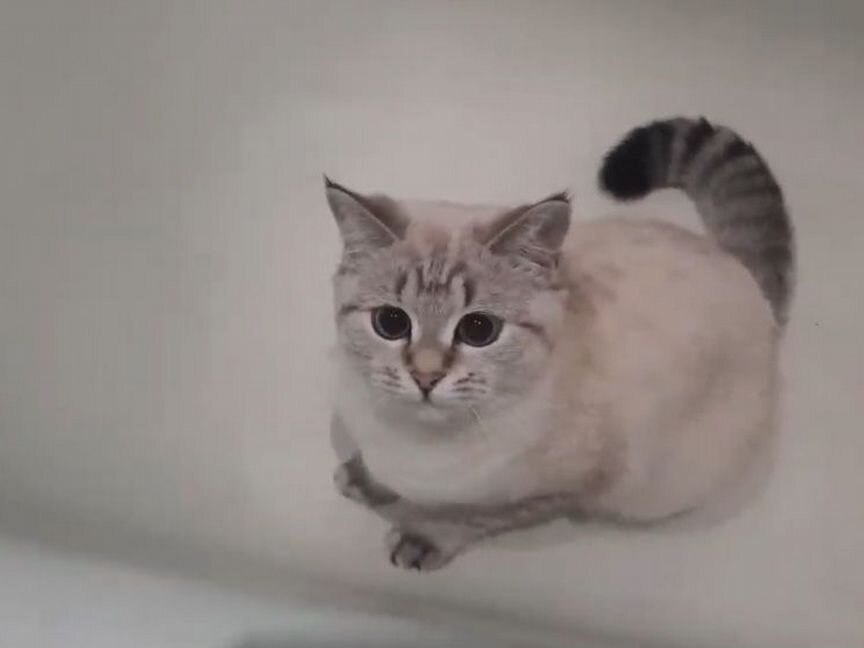 Серебристая