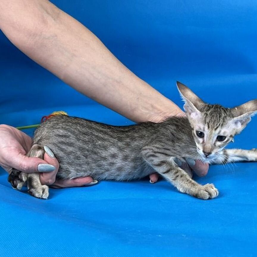 Ориентальные котята