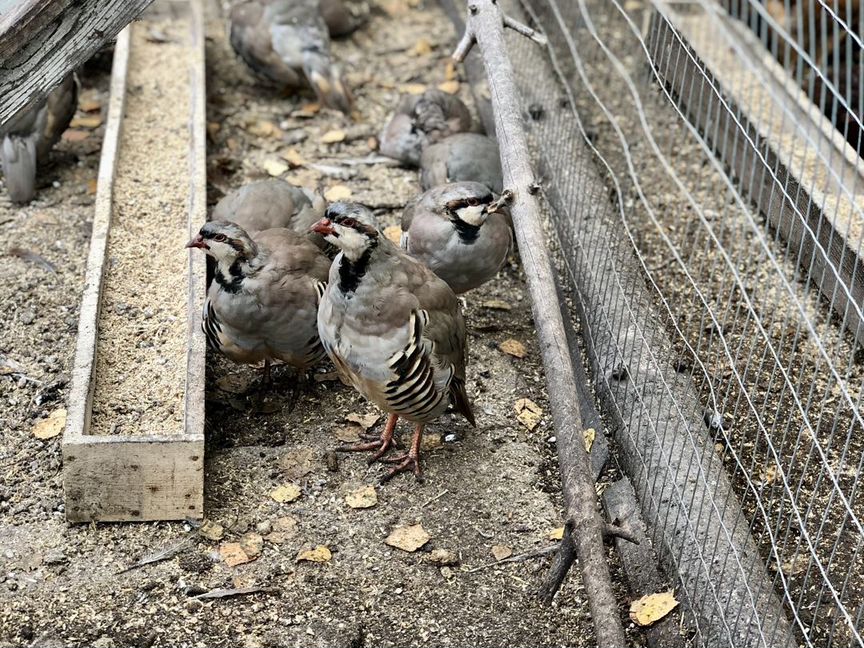 Куропатка Кеклик