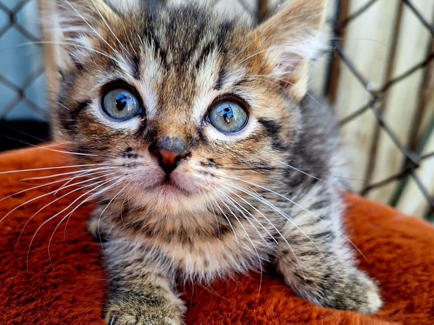 Крохотный котёнок Батыр просит забрать его из прию