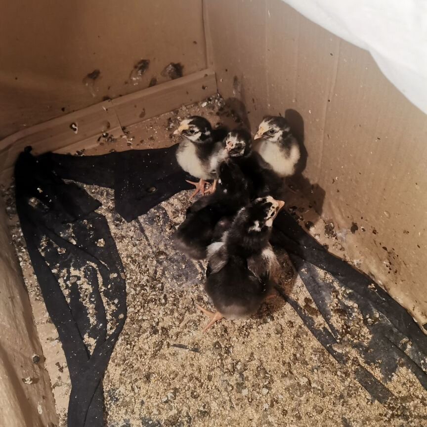 Циплята виандот серебро