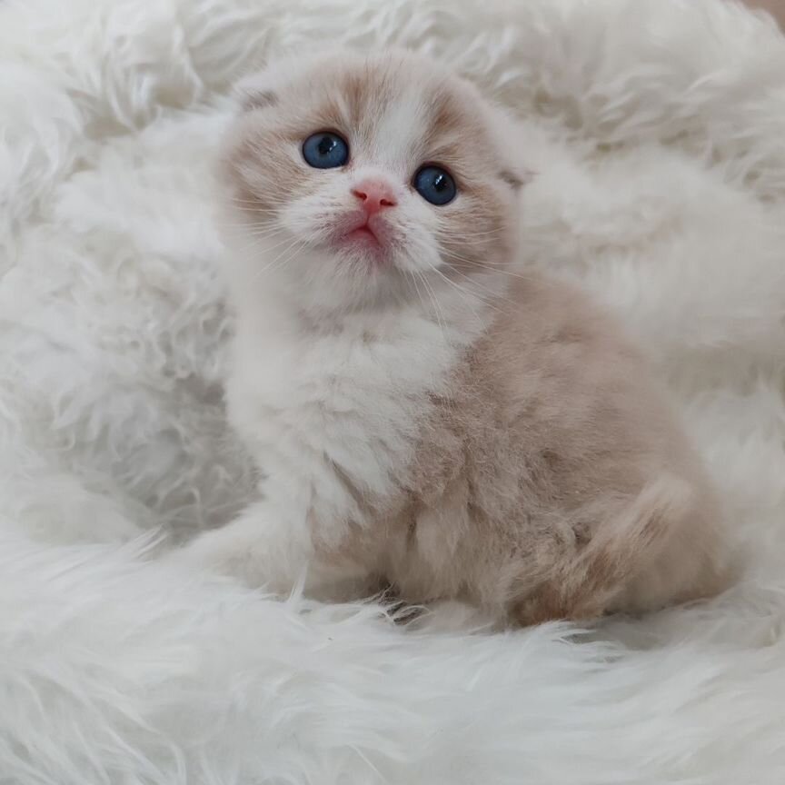 Скоттиш фолд котёнок