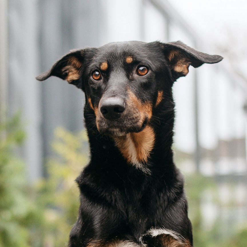 Собака в добрые руки отдам бесплатно