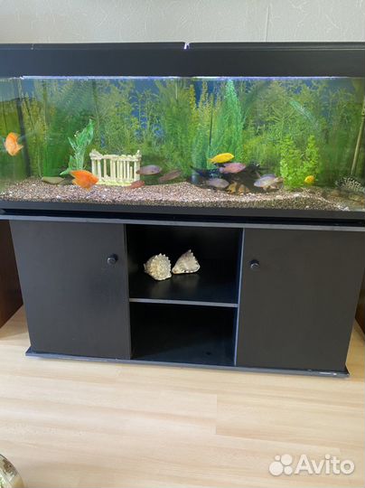 Аквариум речной