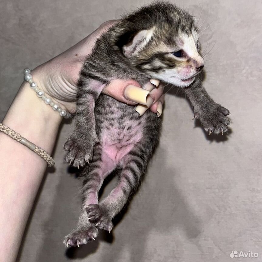 Котята пушистики