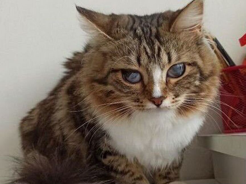 Кошка в дар