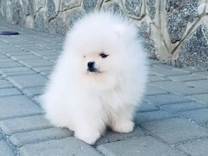 Щенки померанского шпица