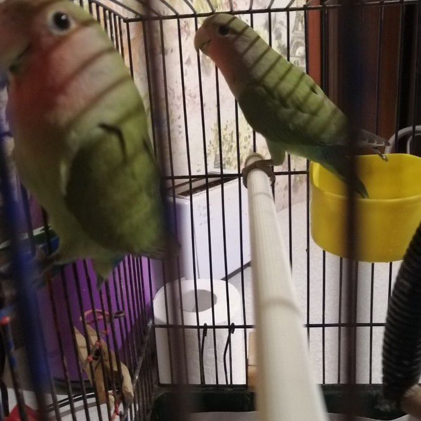 Неразлучники