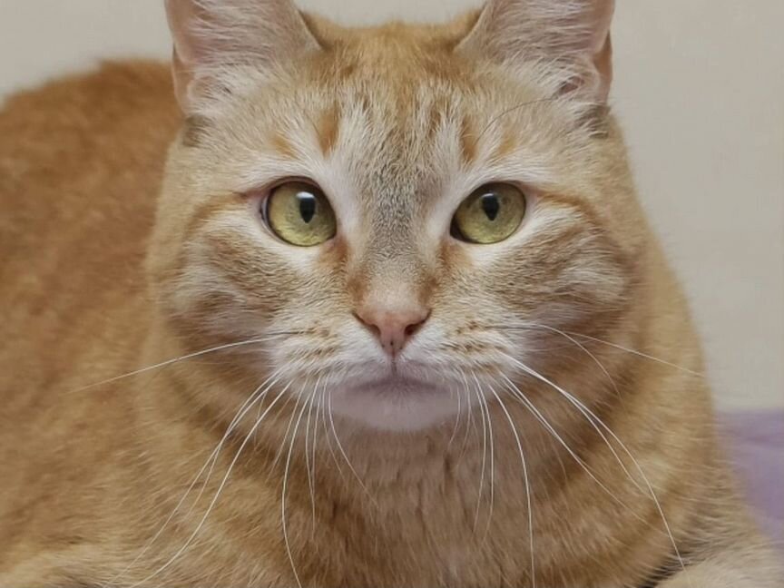 Кошки в добрые руки