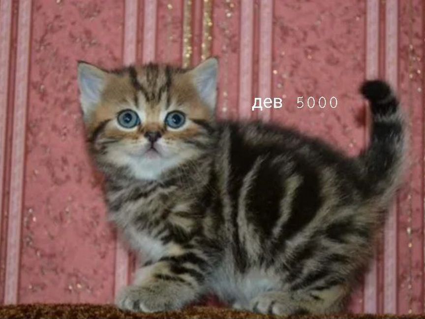 Шотландская прямоухая девочка мраморная