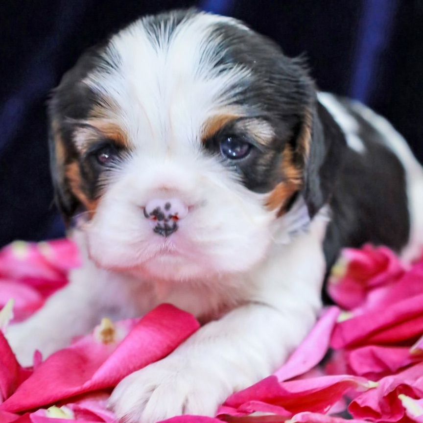 Красивые мальчики Кавалер Кинг Чарльз спаниель