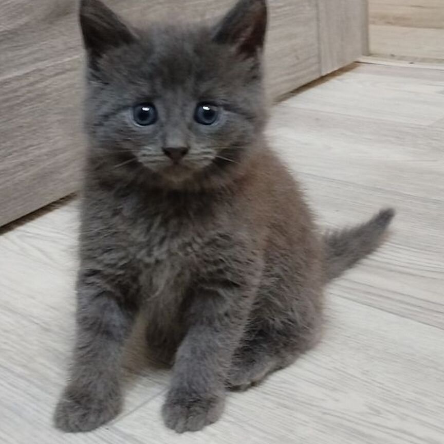 Мейн-кун котёнок