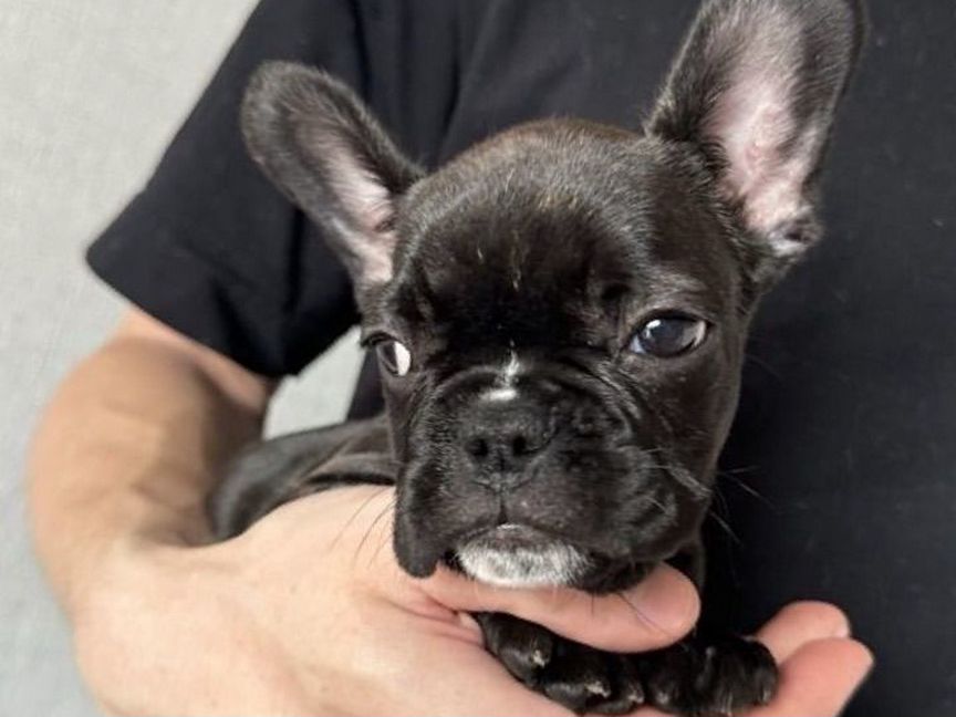 Щенок французского бульдога (девочка)