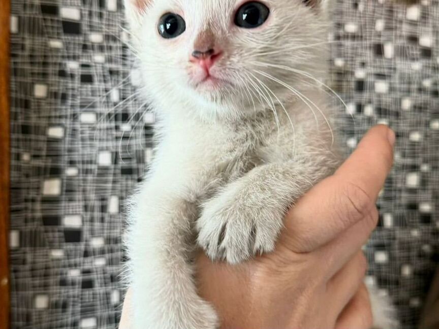 Котенок