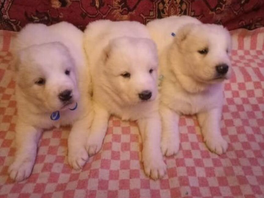 Продам щенков