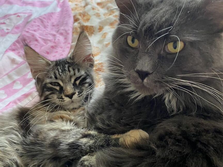 Мейн-кун девочка