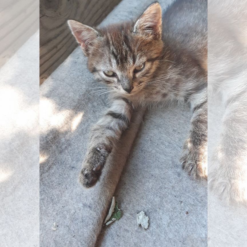 Милый красивый котёнок в добрые руки