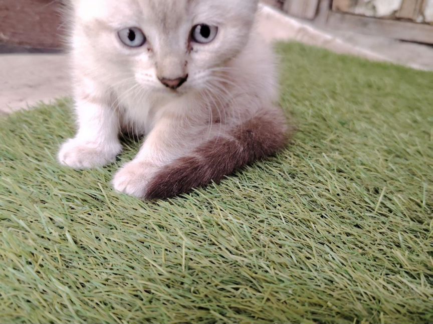 Отдам в добрые руки котят