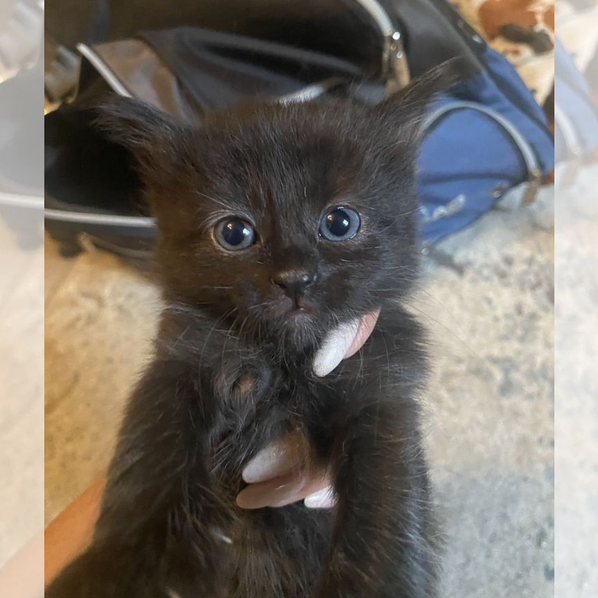 Котята помесь с шотландской