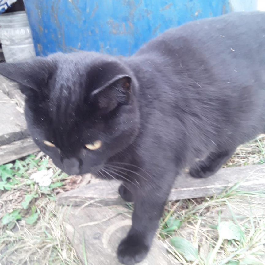 Черный магический котик
