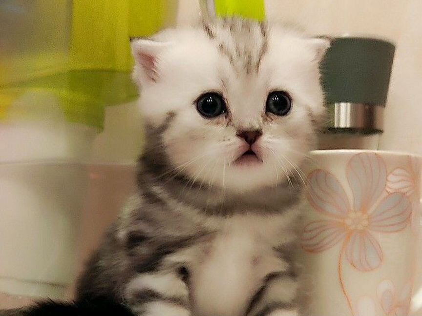 Котята