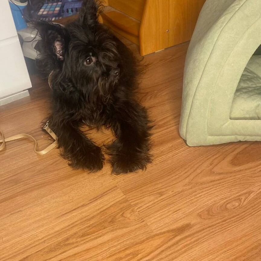 Йоркширский терьер преданный друг