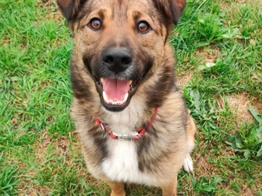 Рыжий ласковый пёс