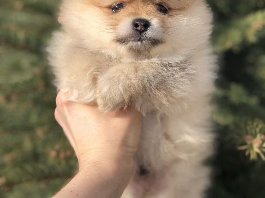 Померанский шпиц медвежьего типа