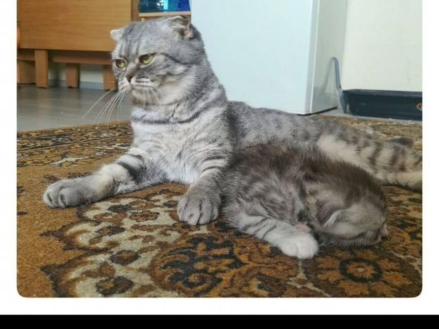 Не известна