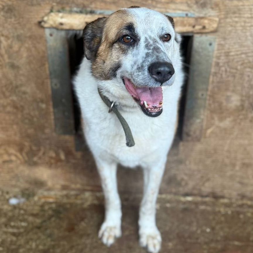 Взрослая собака в добрые руки