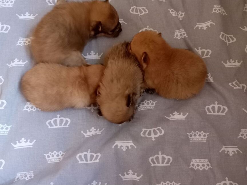 Шикарные щеночки миники шпица