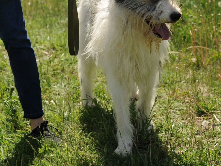 Собака из приюта ищет дом