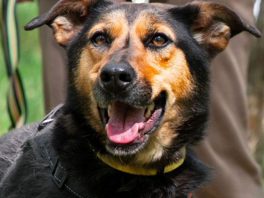 Ищет дом прекрасная собака