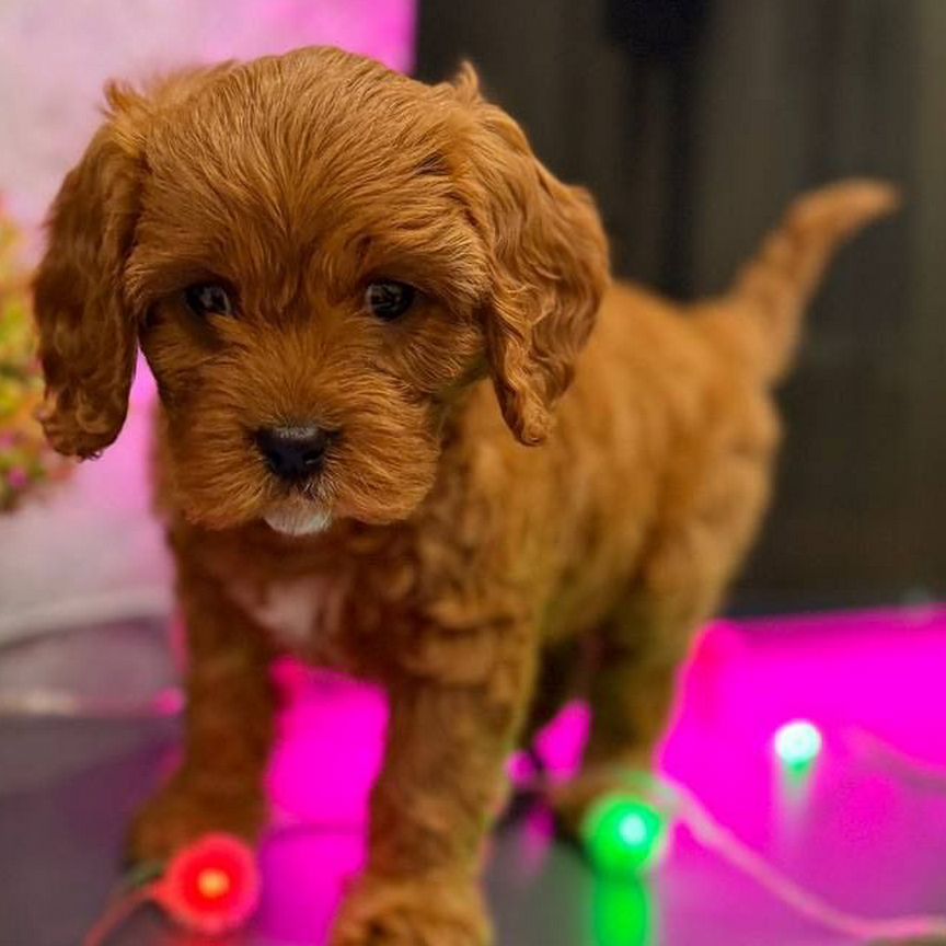 Кавапу, щенок